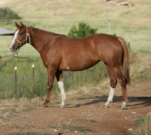 Our Horses | Winning Colours Farm