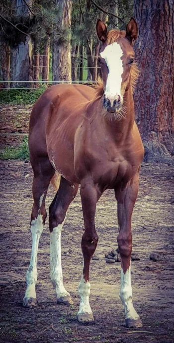 Our Horses | Winning Colours Farm