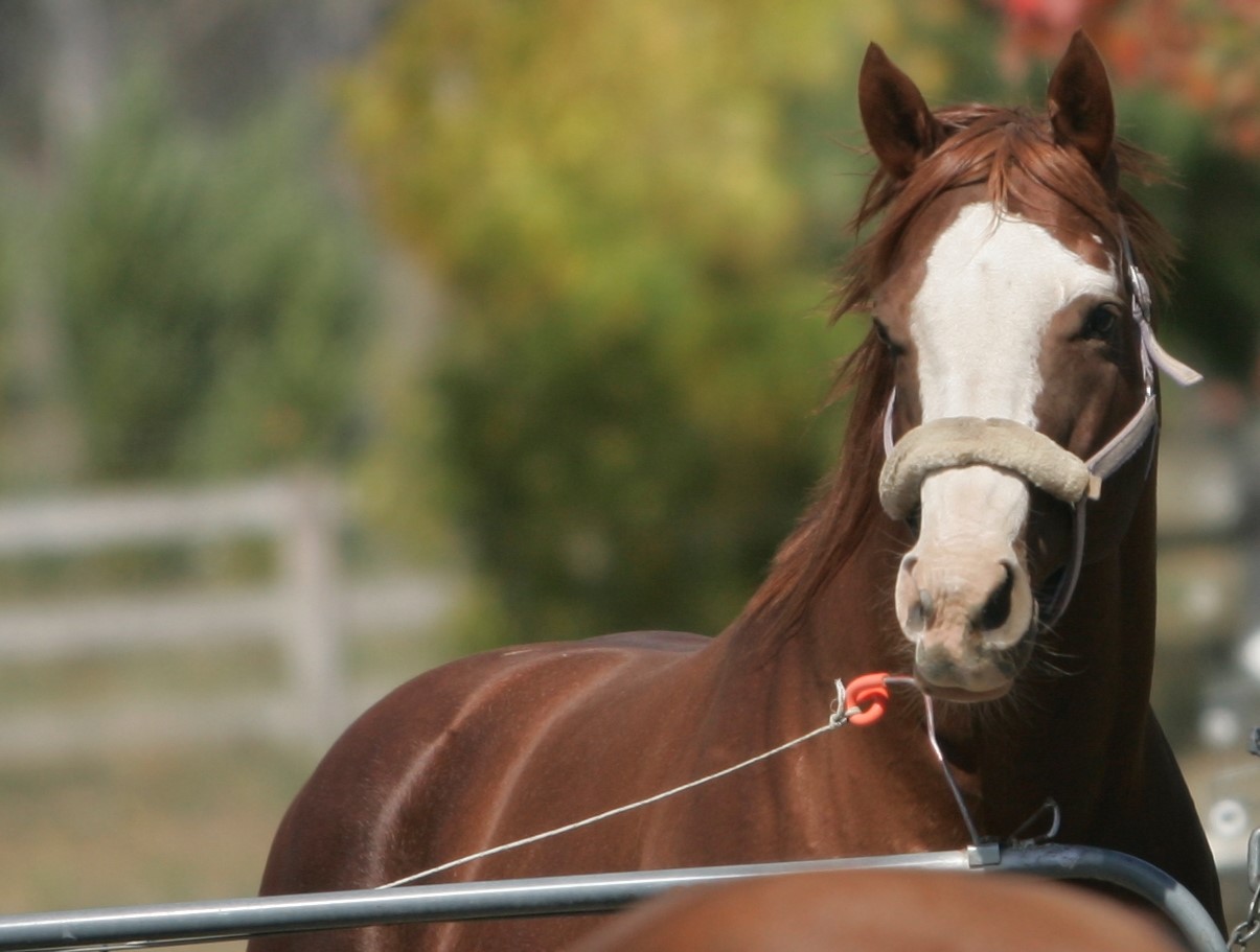 MOONLARK (USA) | Winning Colours Farm